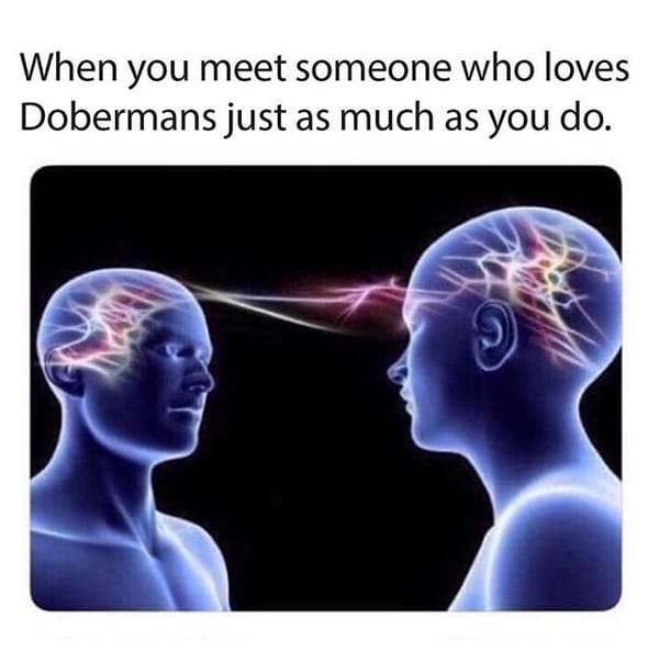 14 Funny Doberman Memes That Will Make Your Day! - PetPress