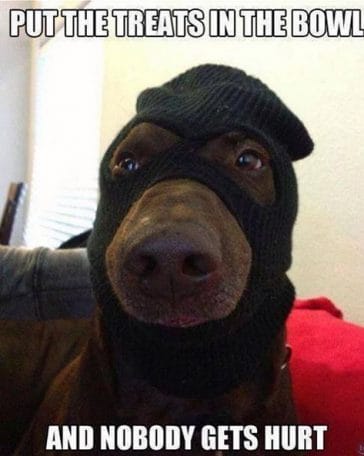 14 Funny Doberman Memes That Will Make You Smile! - Page 2 of 3 - PetPress