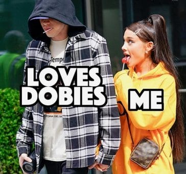 14 Funny Doberman Memes That Will Make Your Day! - Page 2 of 3 - PetPress