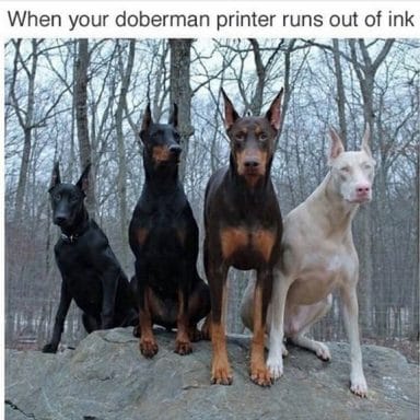 14 Funny Doberman Memes That Will Make You Smile! - Page 2 of 3 - PetPress