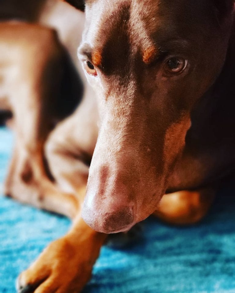 14 Lovely Pictures Of Doberman Pinschers - PetPress