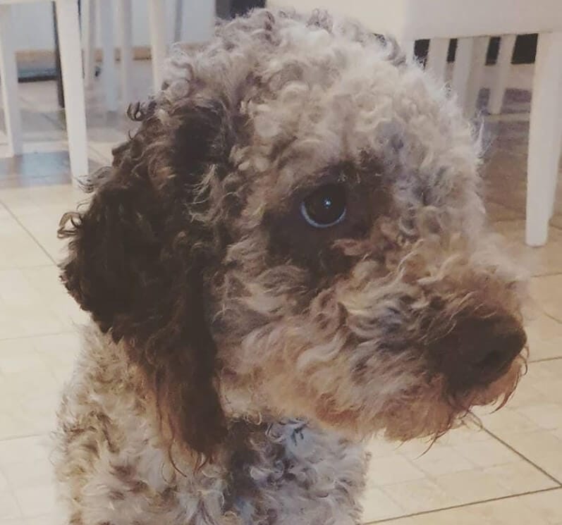 14 Tips For Caring For A Curly Handsome - Lagotto Romagnolo - Page 2 of ...