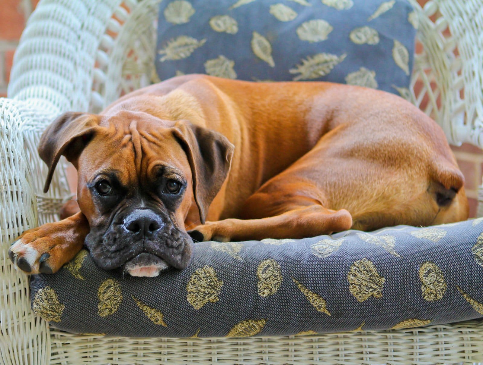 14 Reasons To Adore And Love Boxer Dogs - PetPress