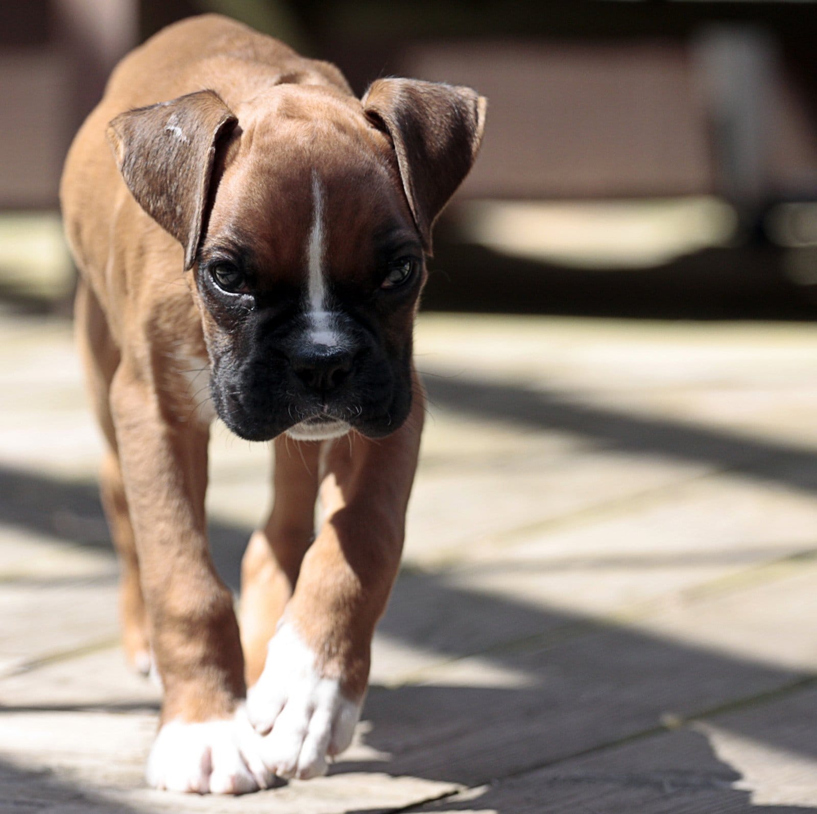 14 Reasons To Adore And Love Boxer Dogs - PetPress