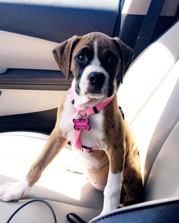 14 Reasons To Adore And Love Boxer Dogs - PetPress