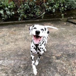 14 Photos Of Dalmatians Who Will Make You Smile - PetPress