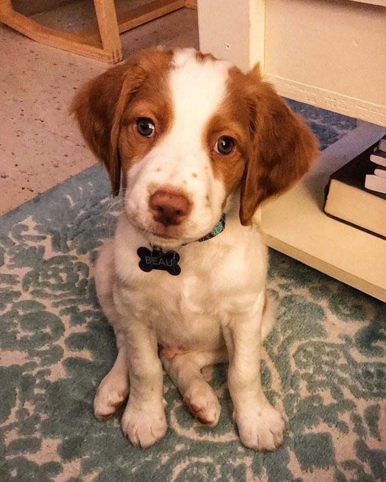 14 Interesting Things To Know About Brittany Spaniels - PetPress