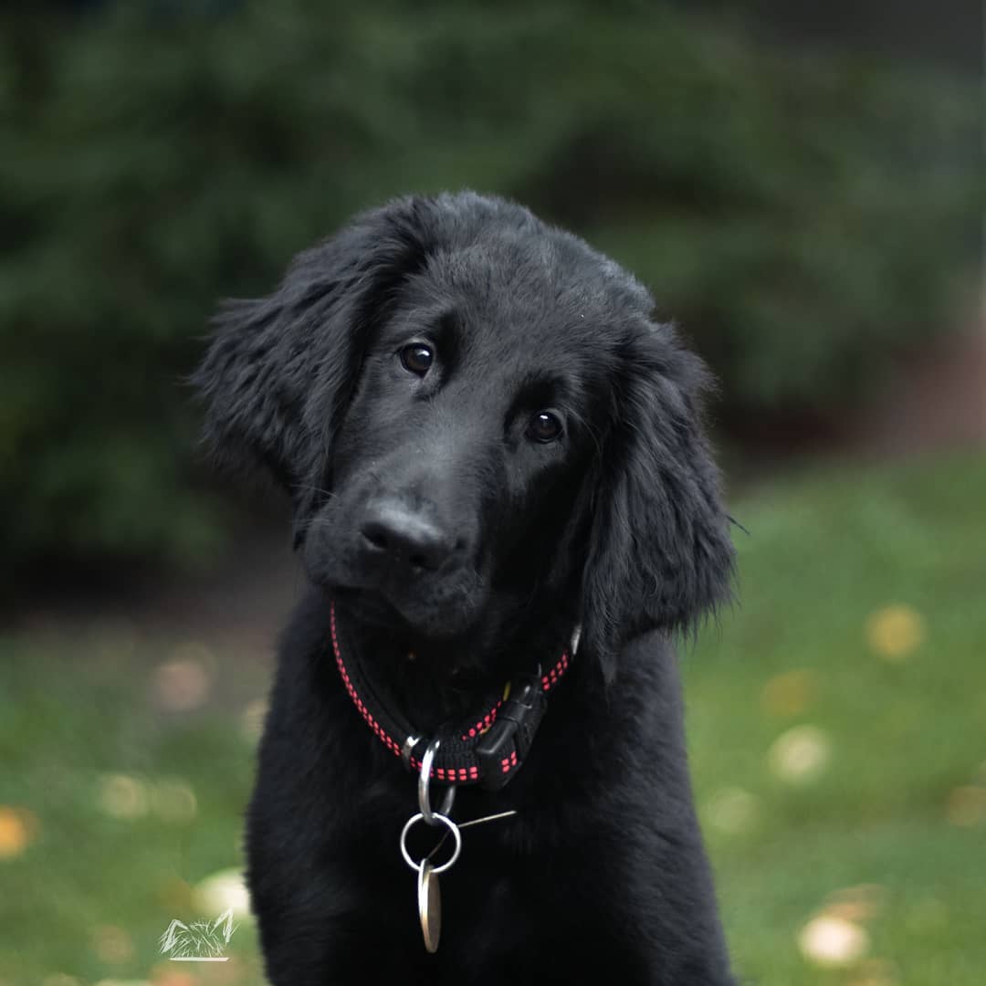 14 Wonderful Facts About Flat-Coated Retrievers - PetPress