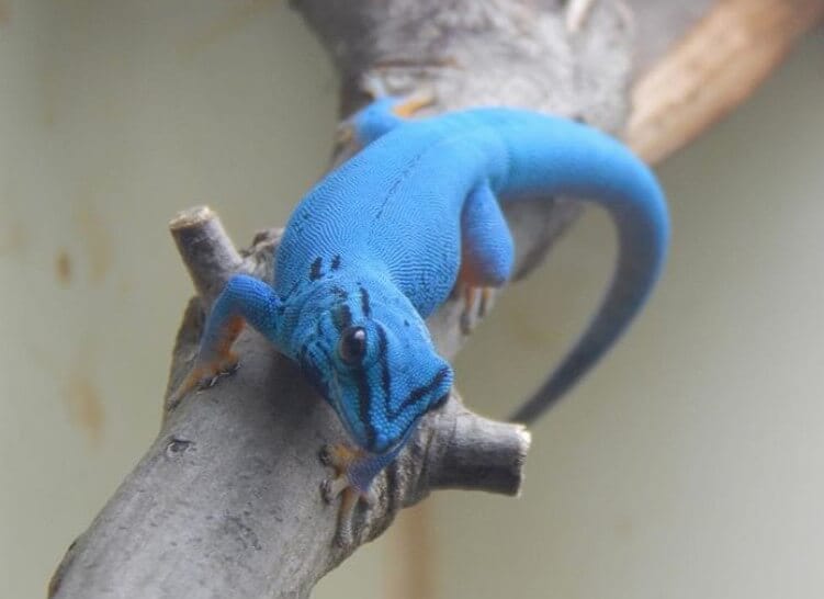 The 4 Types of Geckos That Make Great Pets - PetPress