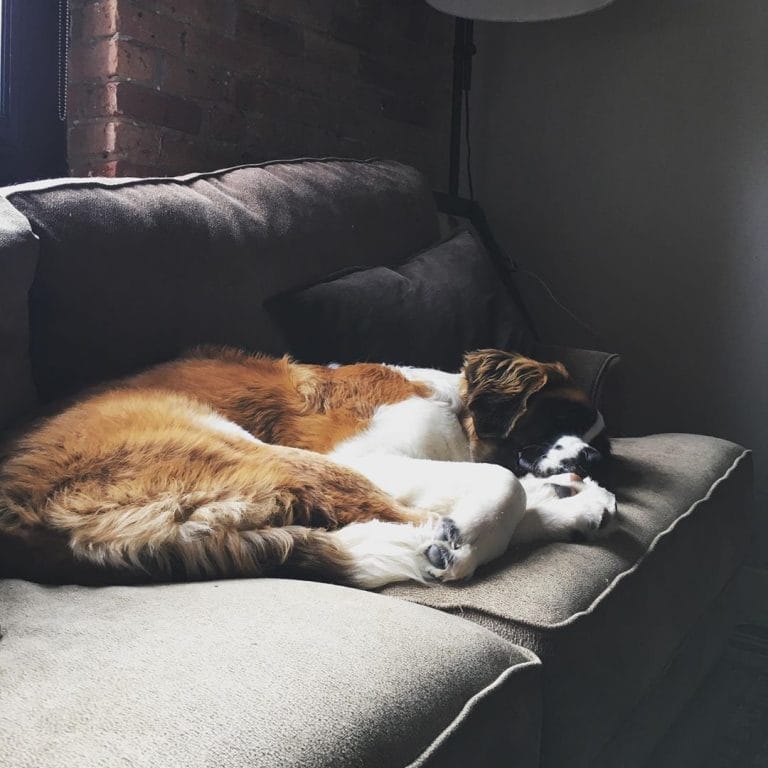 14 Facts About Massive And Huge Saint Bernards - Page 2 of 4 - PetPress