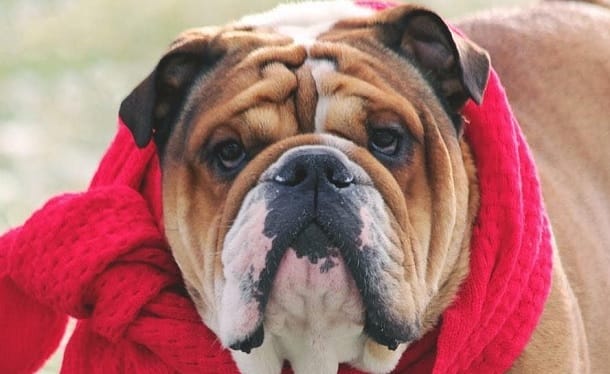 14 Things To Know About English Bulldogs - PetPress