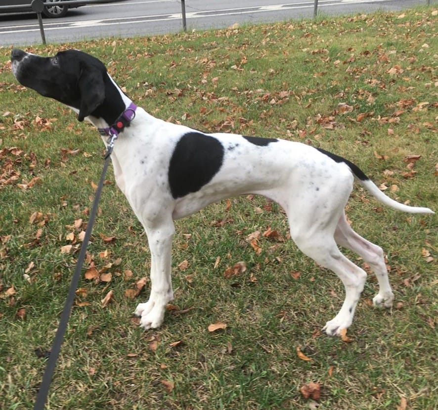 14 Interesting And Fun Facts About English Pointers - Page 2 of 3 ...