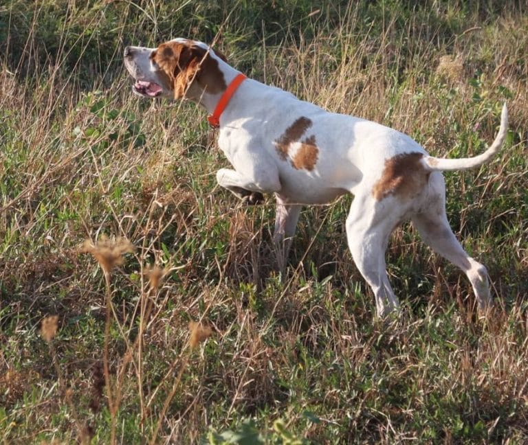 14 Amazing Reasons To Love English Pointers - Page 2 of 4 - PetPress