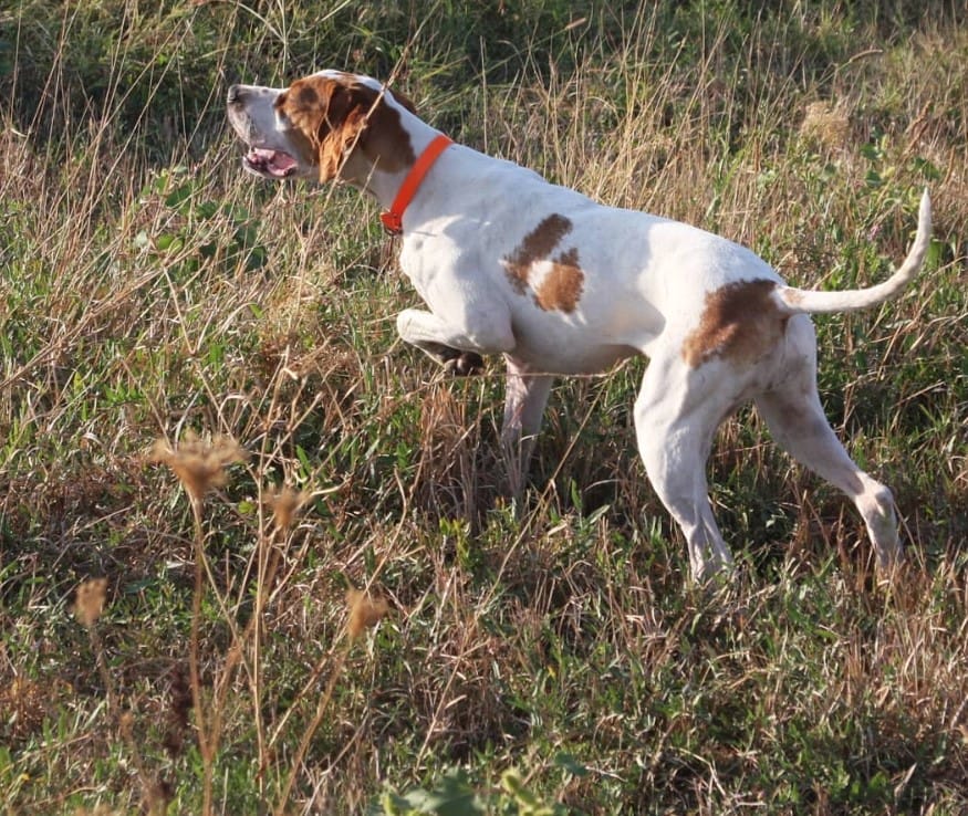 14 Amazing Reasons To Love English Pointers - Page 2 of 4 - PetPress