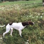 14 Interesting And Fun Facts About English Pointers - PetPress