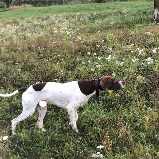 14 Interesting And Fun Facts About English Pointers - PetPress