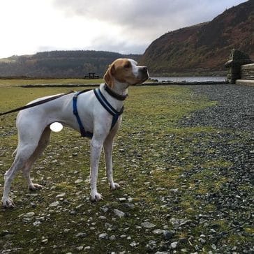 14 Interesting And Fun Facts About English Pointers - Page 2 of 3 ...