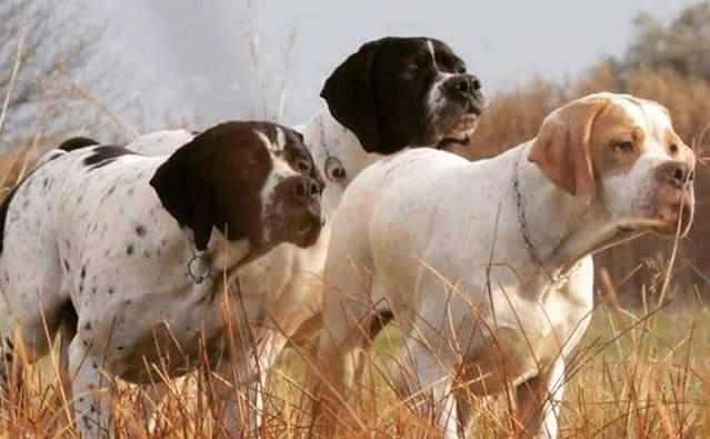14 Interesting And Fun Facts About English Pointers - PetPress