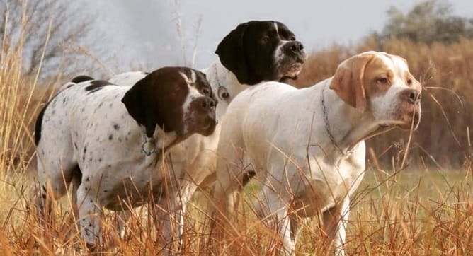 14 Incredible Facts About English Pointers - PetPress