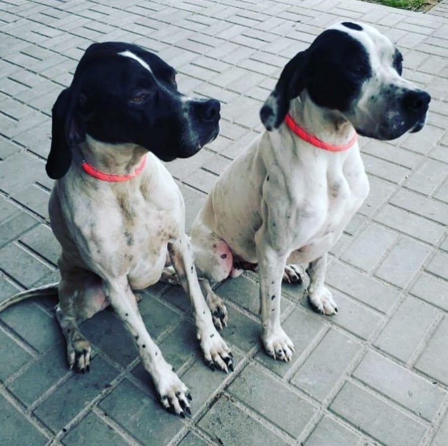 14 Interesting And Fun Facts About English Pointers - PetPress