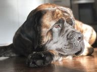 14 Reasons To Adore English Mastiffs - PetPress