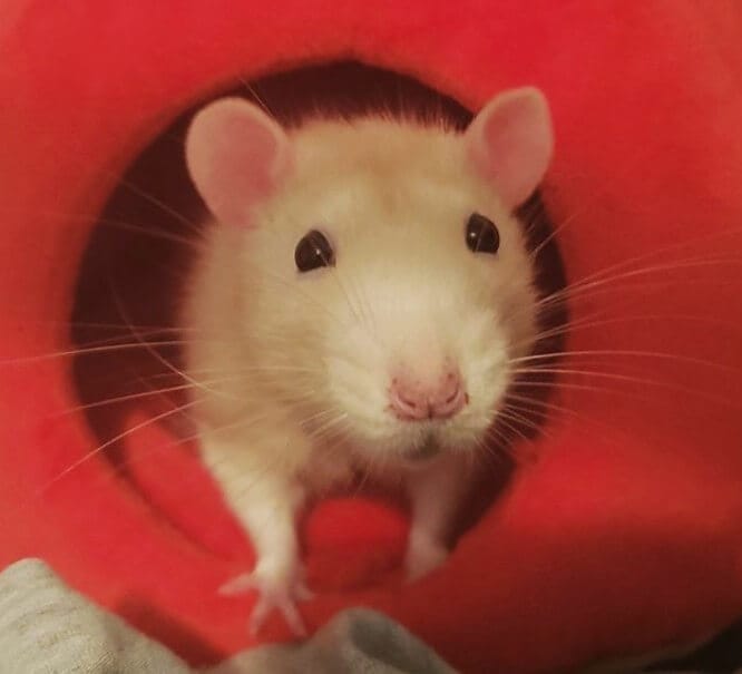 10 Reasons Why Rats Make Great Pets - PetPress