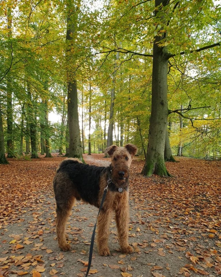 14 Incredible Reasons To Love Airedale Terriers - PetPress