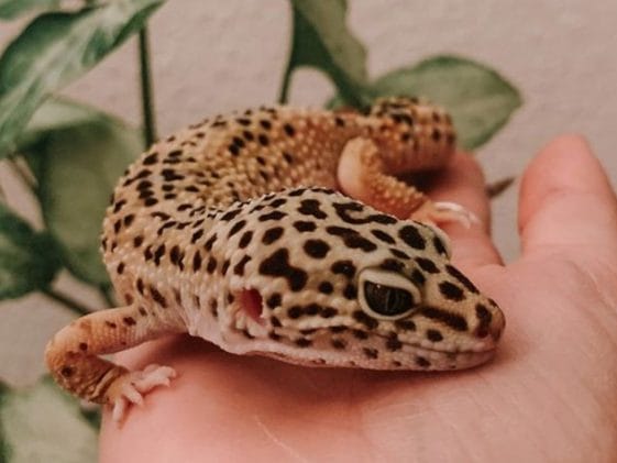 410 Best Leopard Gecko Names For Male And Female - PetPress