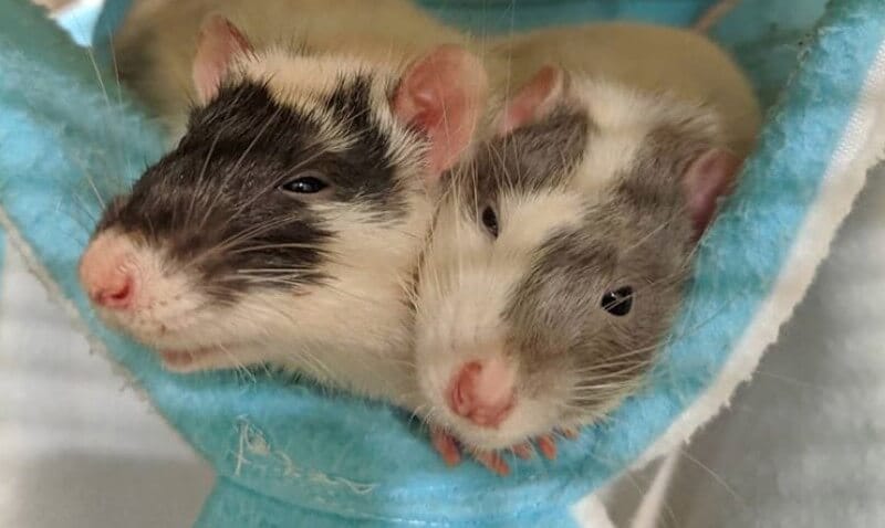 Top 120+ Best Female Rat Names for Naming Your Pet Rat - PetPress