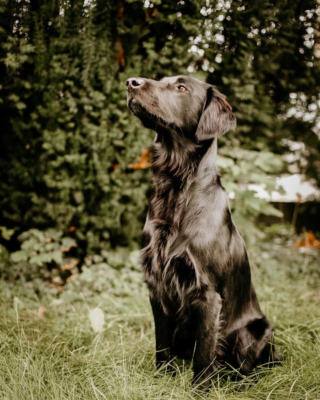 14 Things To Know About Flat-Coated Retrievers - PetPress