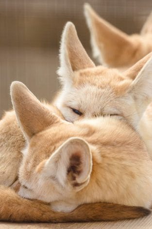 15 Interesting Facts About Fennec Foxes - PetPress