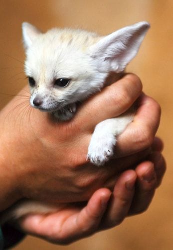 15 Interesting Facts About Fennec Foxes - Page 3 of 3 - PetPress