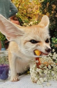 15 Interesting Facts About Fennec Foxes - Page 2 of 3 - PetPress