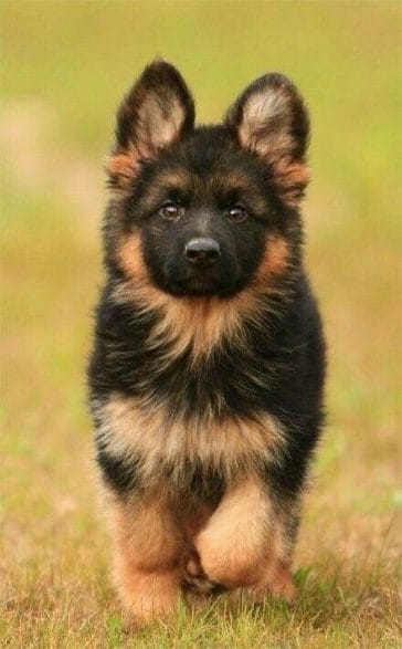 14 Photos Of German Shepherd Puppies That Are Really Cute - PetPress