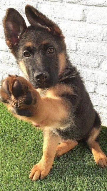 14 Photos Of German Shepherd Puppies That Are Really Cute - PetPress