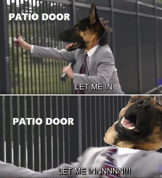 The 16 Funniest German Shepherd Memes of the Day! - PetPress