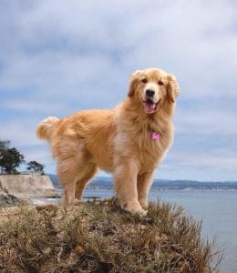 14 Lovely Photos Of Golden Retrievers Spending Time Near the Sea - PetPress