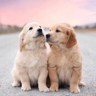 14 Incredibly Cute Golden Retrievers to Make Your Day Happy - PetPress