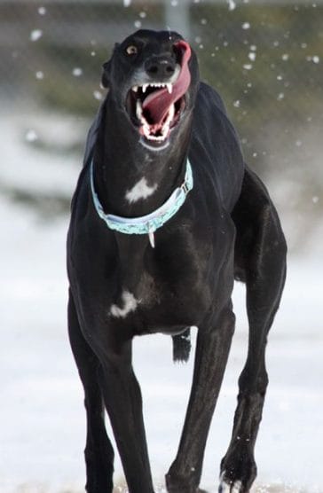 14 Cute Pictures of Greyhounds - PetPress