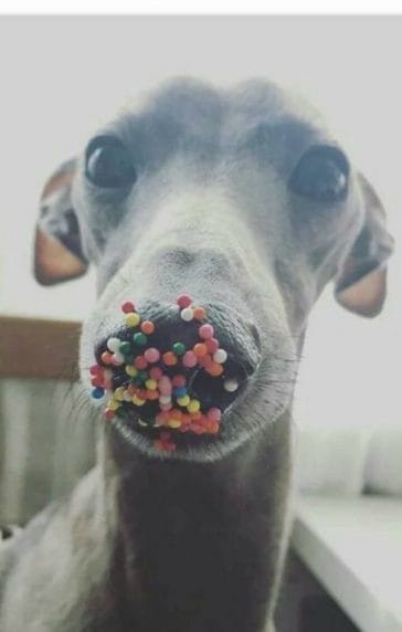 14 Cute Pictures of Greyhounds - Page 2 of 3 - PetPress