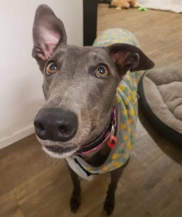 14 Photos Of Greyhounds To Brighten Your Day - PetPress