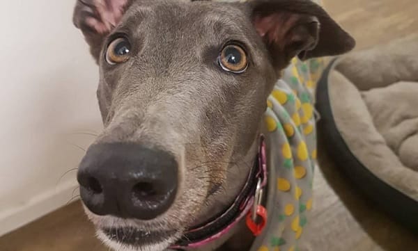 14 Photos Of Greyhounds To Brighten Your Day - PetPress