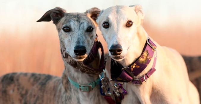 14 Cute Pictures of Greyhounds - PetPress