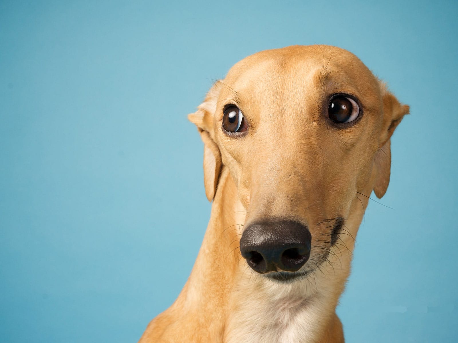 14 Cute Pictures of Greyhounds - PetPress