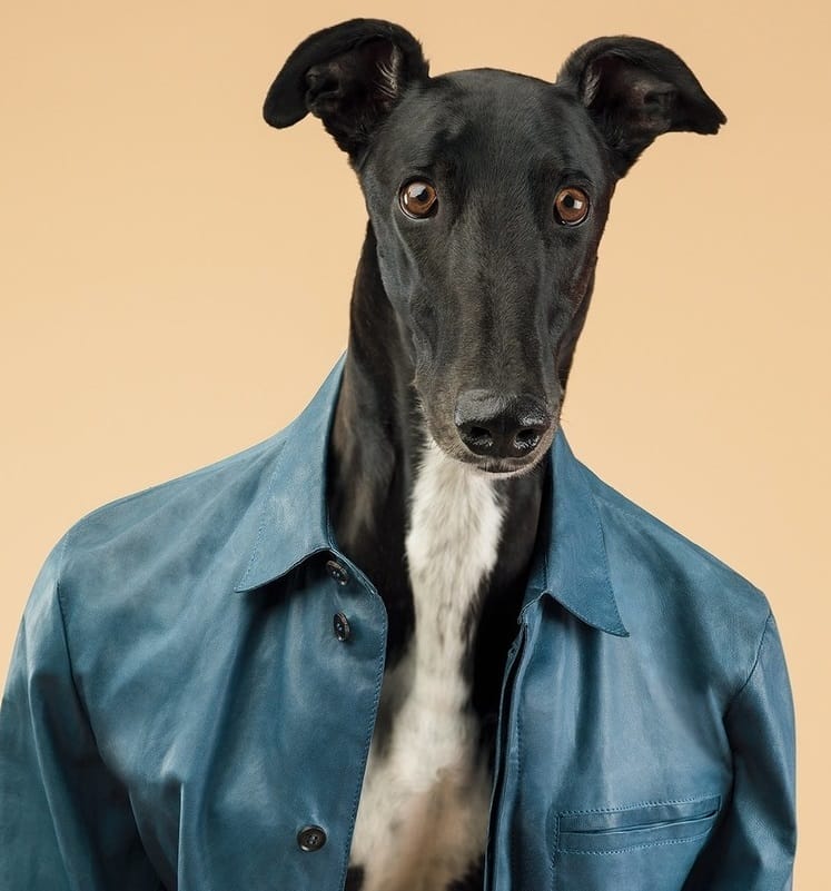 14 Cute Pictures of Greyhounds - Page 2 of 3 - PetPress