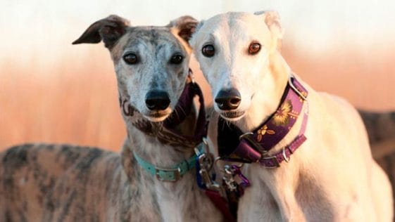 14 Cute Pictures of Greyhounds - Page 2 of 3 - PetPress