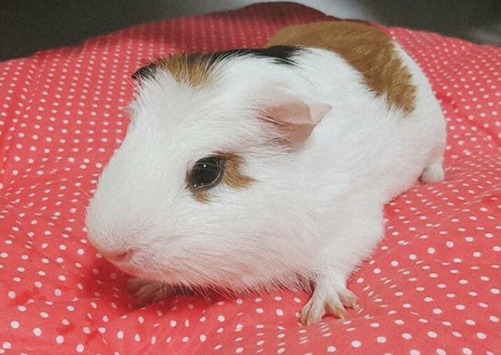 8 Reasons to Have Guinea Pigs as Pets - PetPress