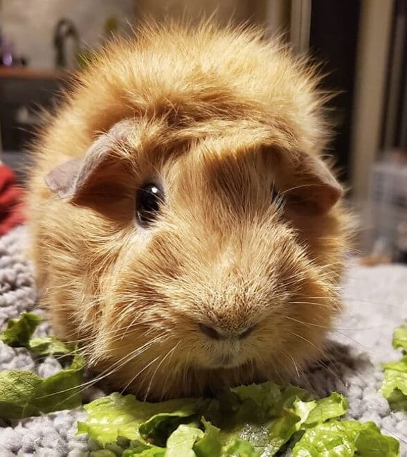 Best Male Guinea Pig Names - 300 Great Ideas For Naming Boy Guinea Pigs ...