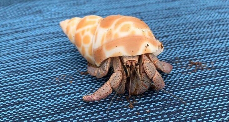 390 Best Names for Hermit Crabs (Cute, Funny, & Unique Names) - PetPress