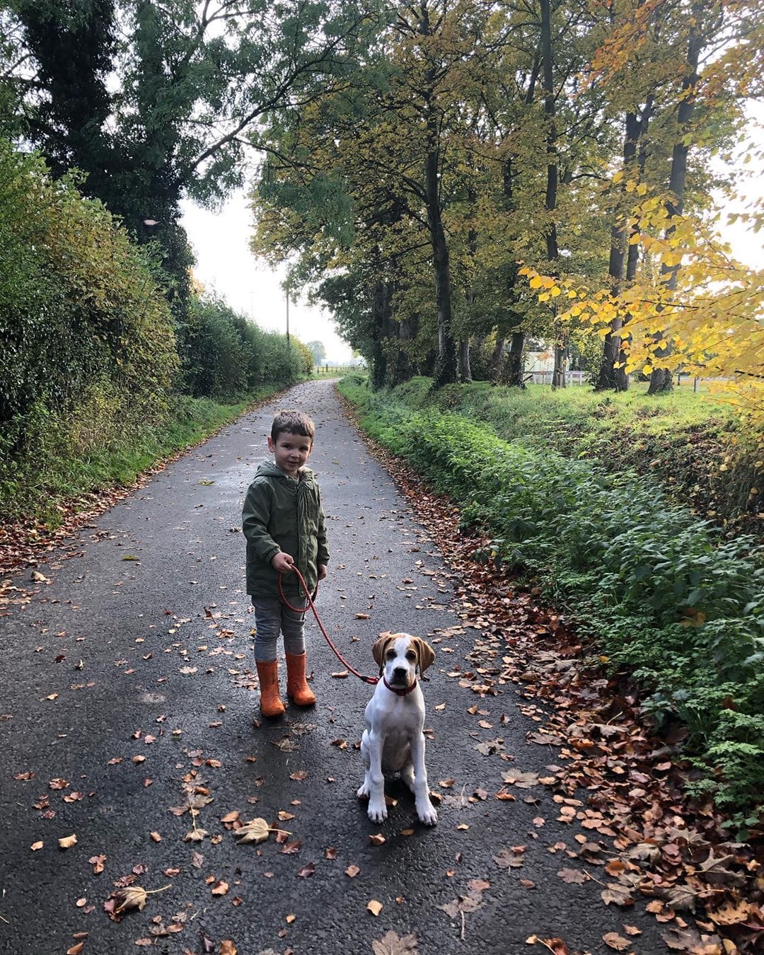 14 Amazing Reasons To Love English Pointers - PetPress